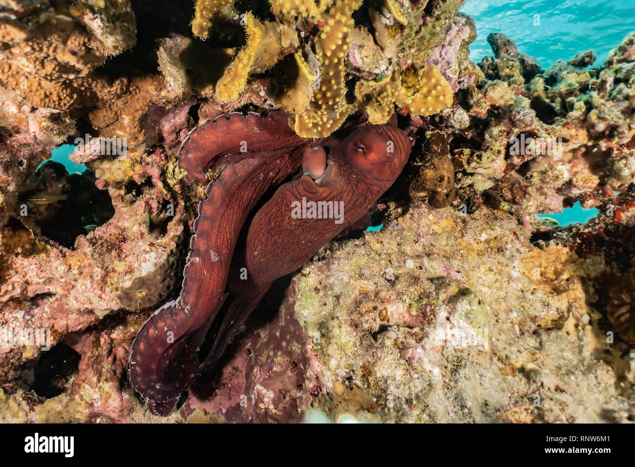 Octopus king of camouflage in the Red Sea, eilat israel Stock Photo - Alamy