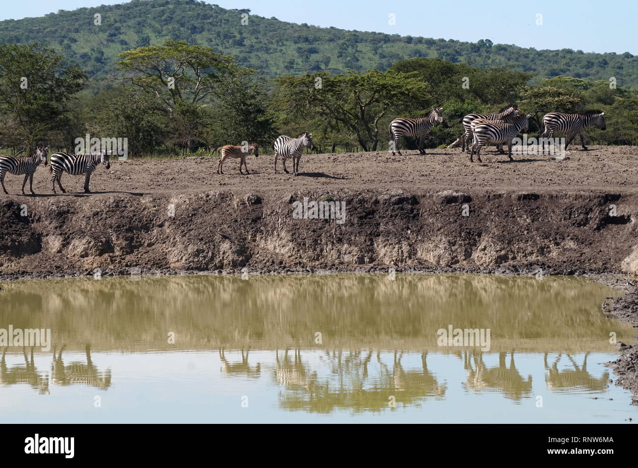 Zebras lake mburo hi-res stock photography and images - Alamy