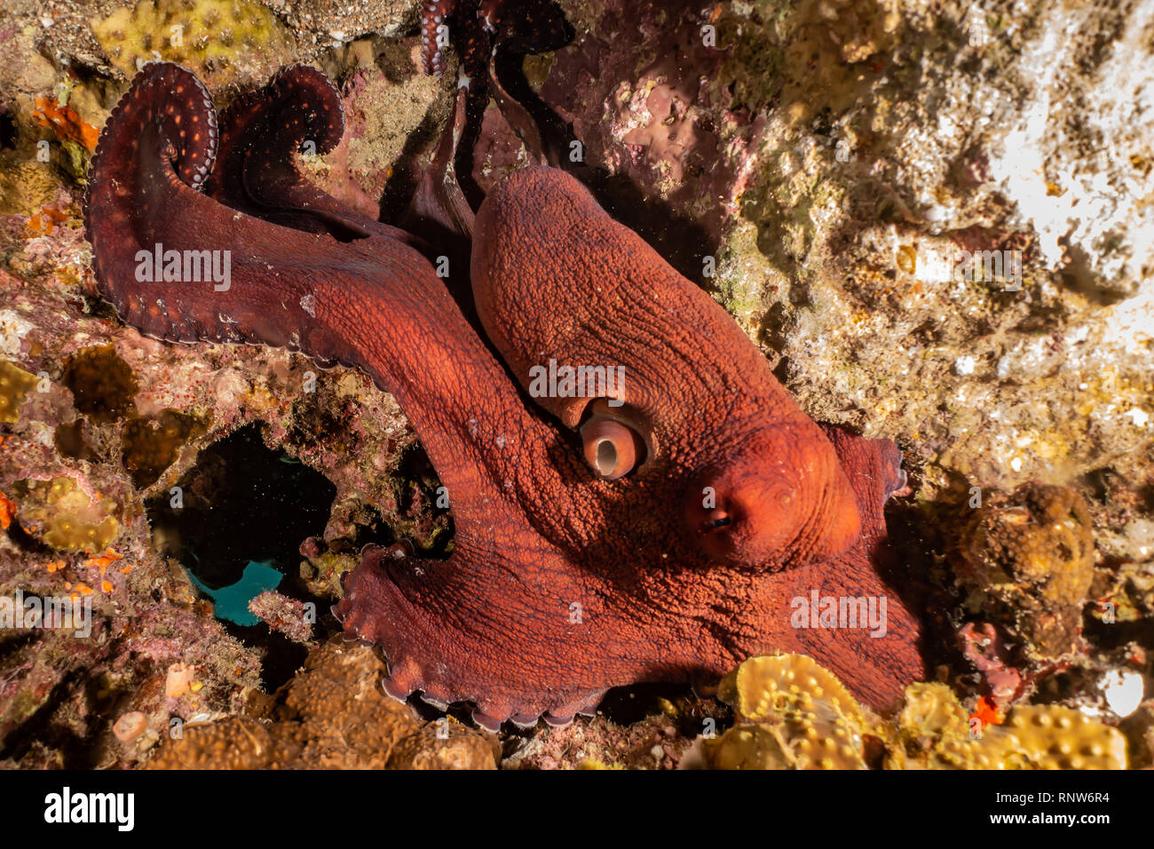 Octopus king of camouflage in the Red Sea, eilat israel Stock Photo - Alamy
