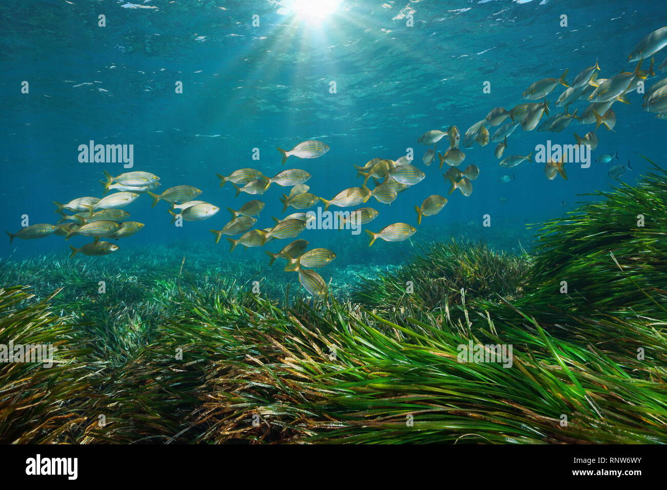 Mediterranean flora and fauna hi-res stock photography and images - Alamy