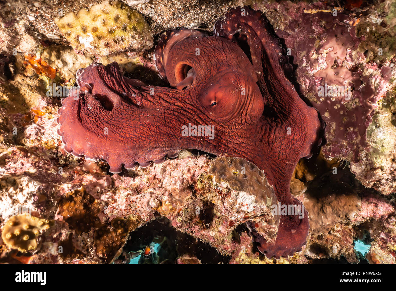 Octopus king of camouflage in the Red Sea, eilat israel Stock Photo - Alamy