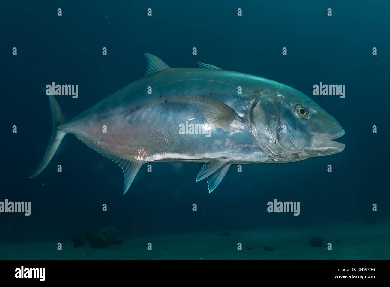 Fish swim in the Red Sea, colorful fish, Eilat Israel Stock Photo - Alamy
