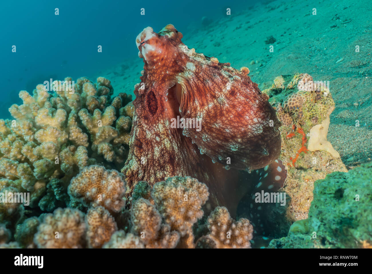 Octopus king of camouflage in the Red Sea, eilat israel Stock Photo - Alamy