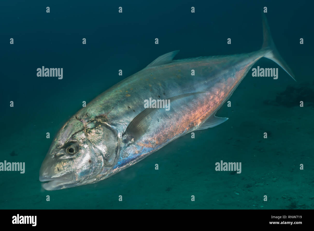 Fish swim in the Red Sea, colorful fish, Eilat Israel Stock Photo - Alamy