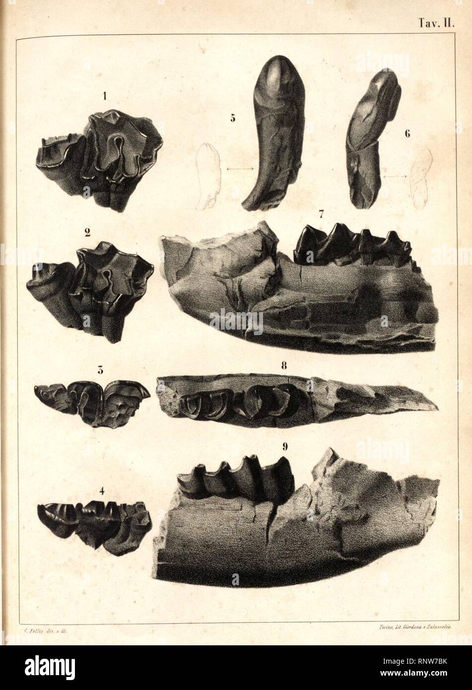 Cenni sui vertebrati fossili del Piemonte (Tav. II Stock Photo - Alamy