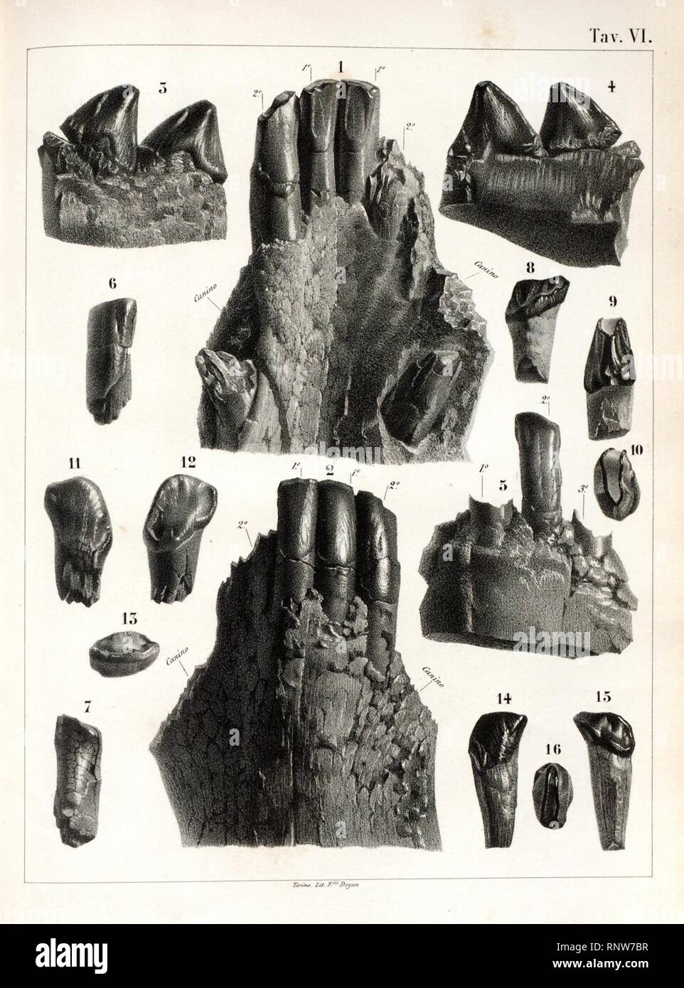 Cenni sui vertebrati fossili del Piemonte (Tav. VI Stock Photo - Alamy