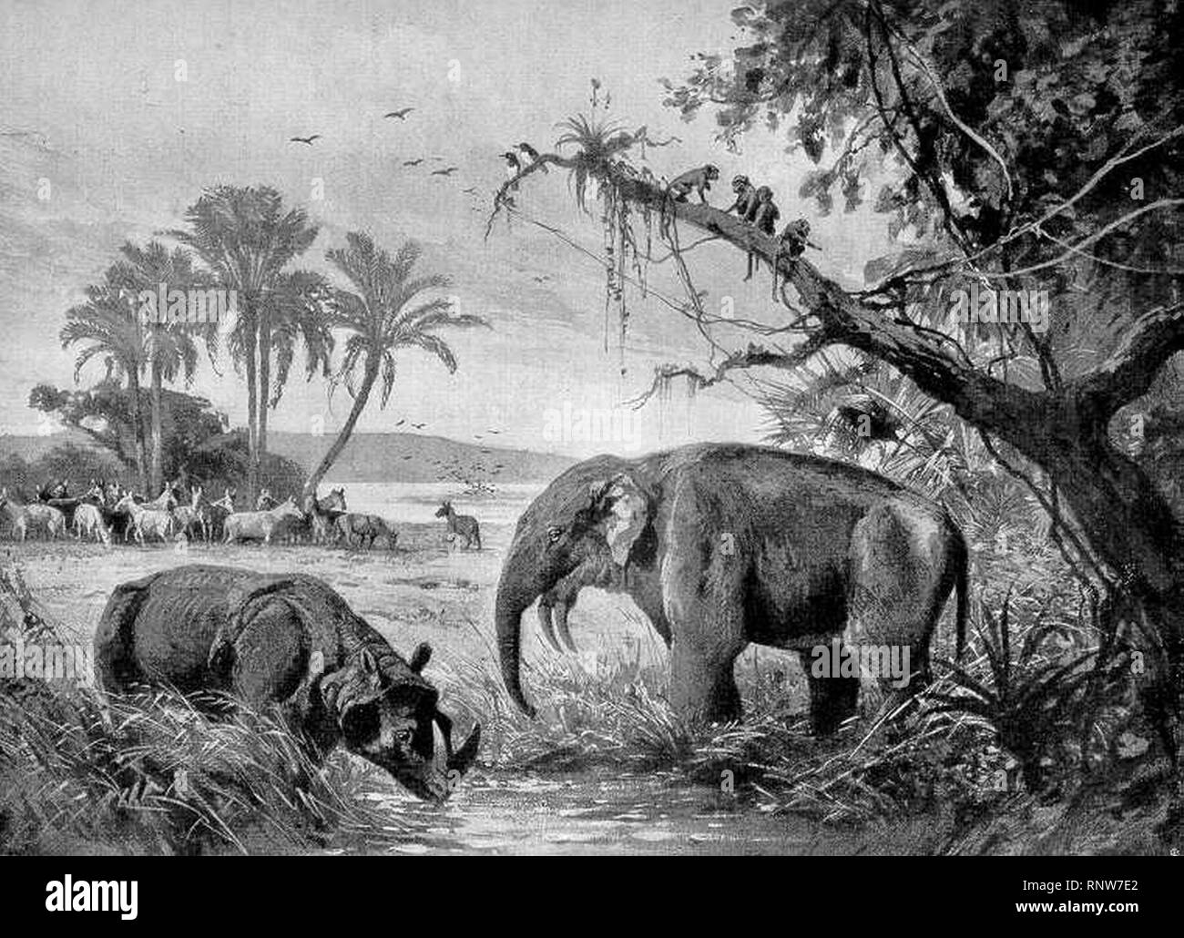 Cenozoic hi-res stock photography and images - Alamy