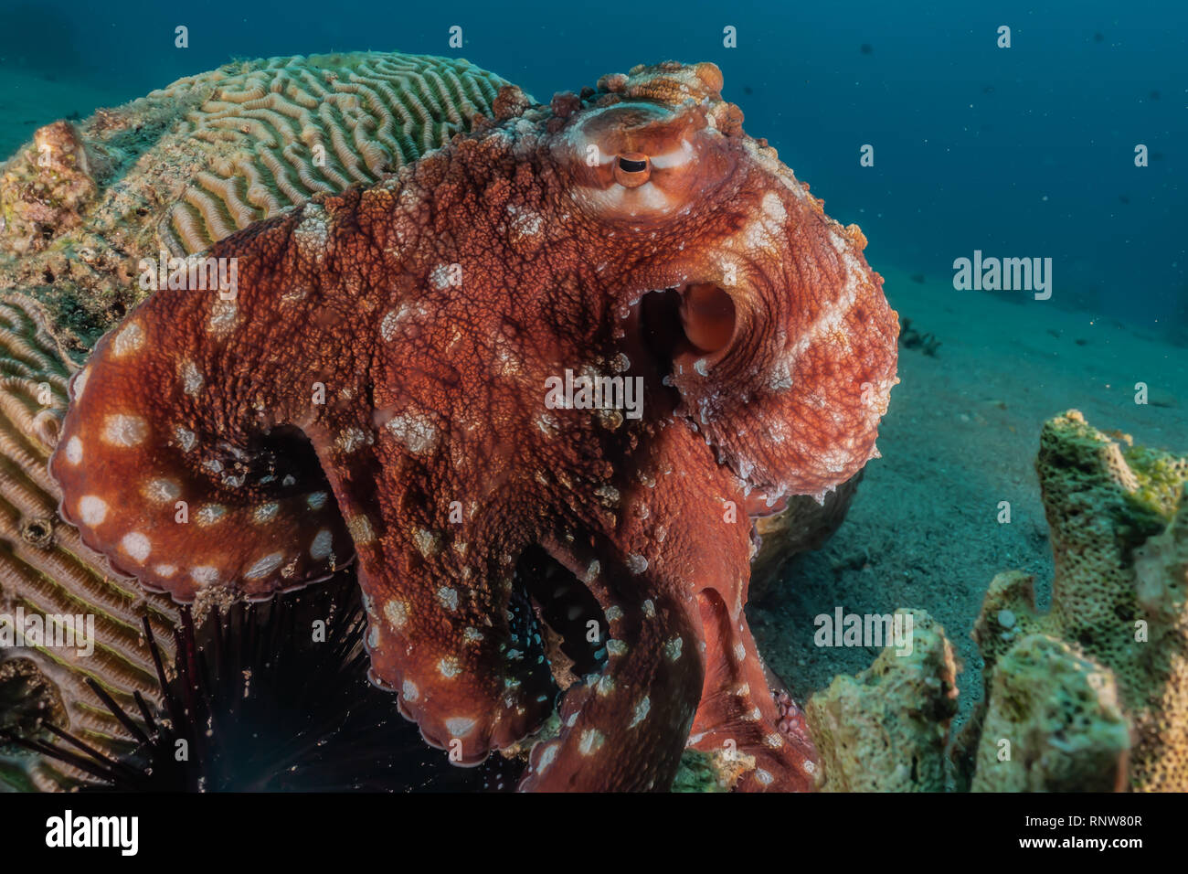 Octopus king of camouflage in the Red Sea, eilat israel Stock Photo - Alamy