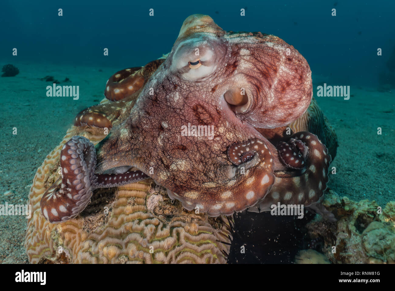 Octopus king of camouflage in the Red Sea, eilat israel Stock Photo - Alamy