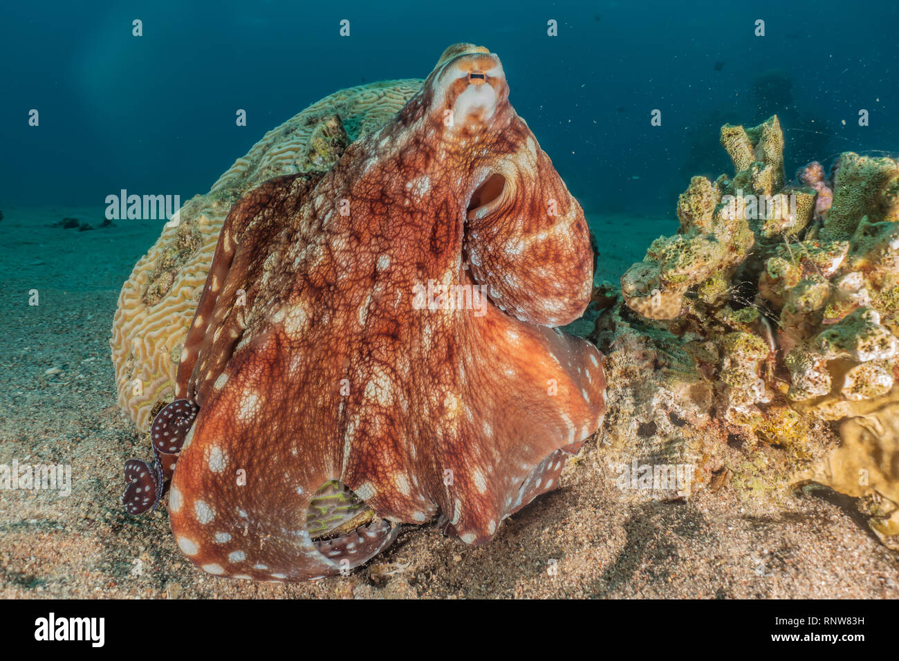 Octopus king of camouflage in the Red Sea, eilat israel Stock Photo - Alamy