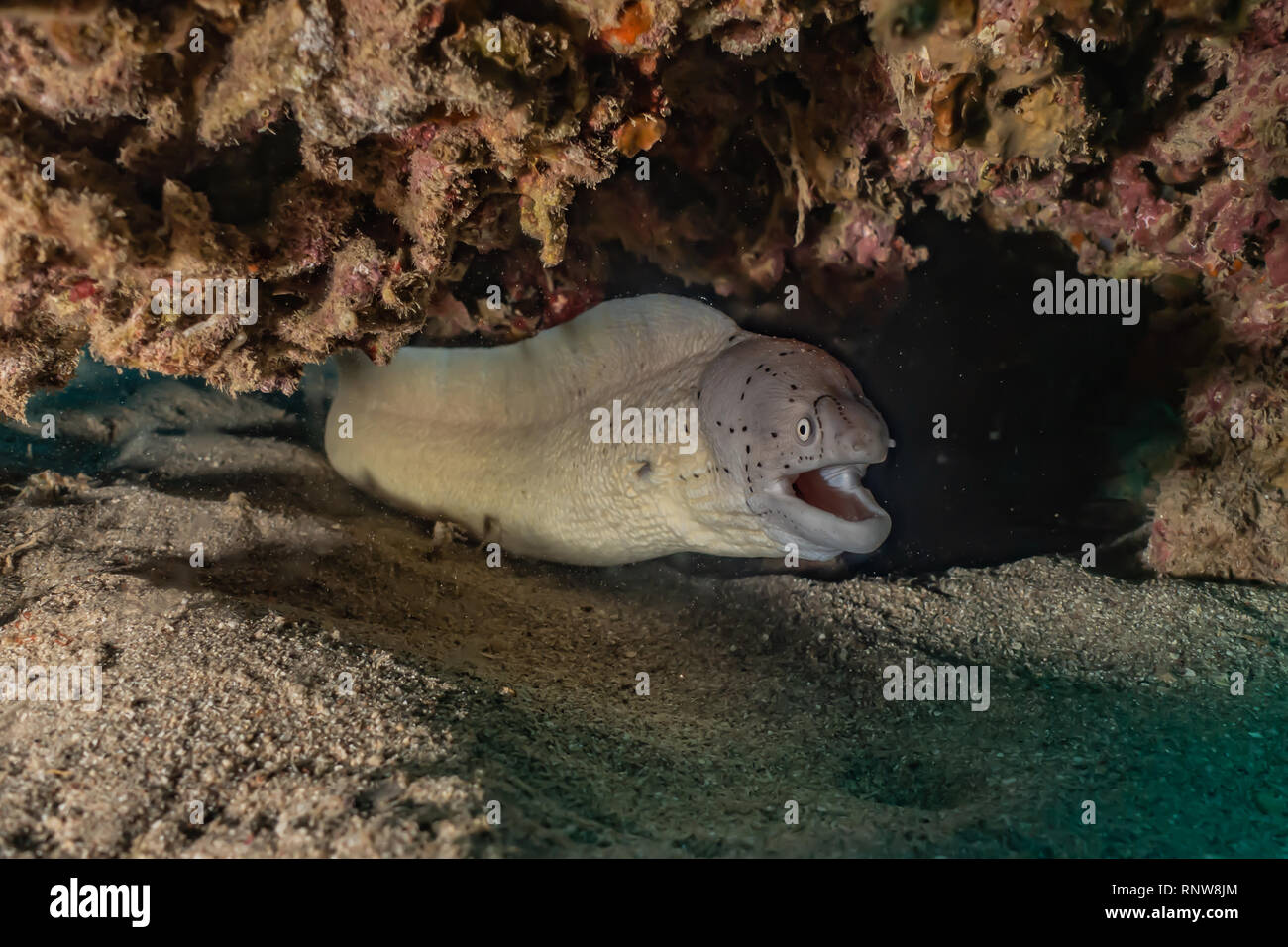 Red sea eel hi-res stock photography and images - Alamy