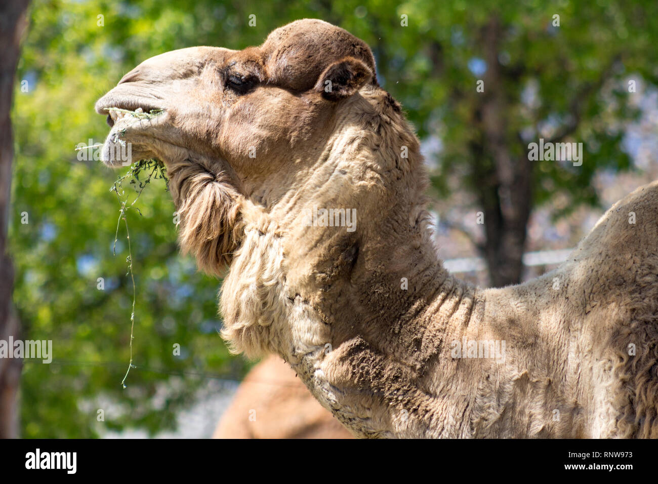 Camel tooth teeth camels hi-res stock photography and images - Alamy
