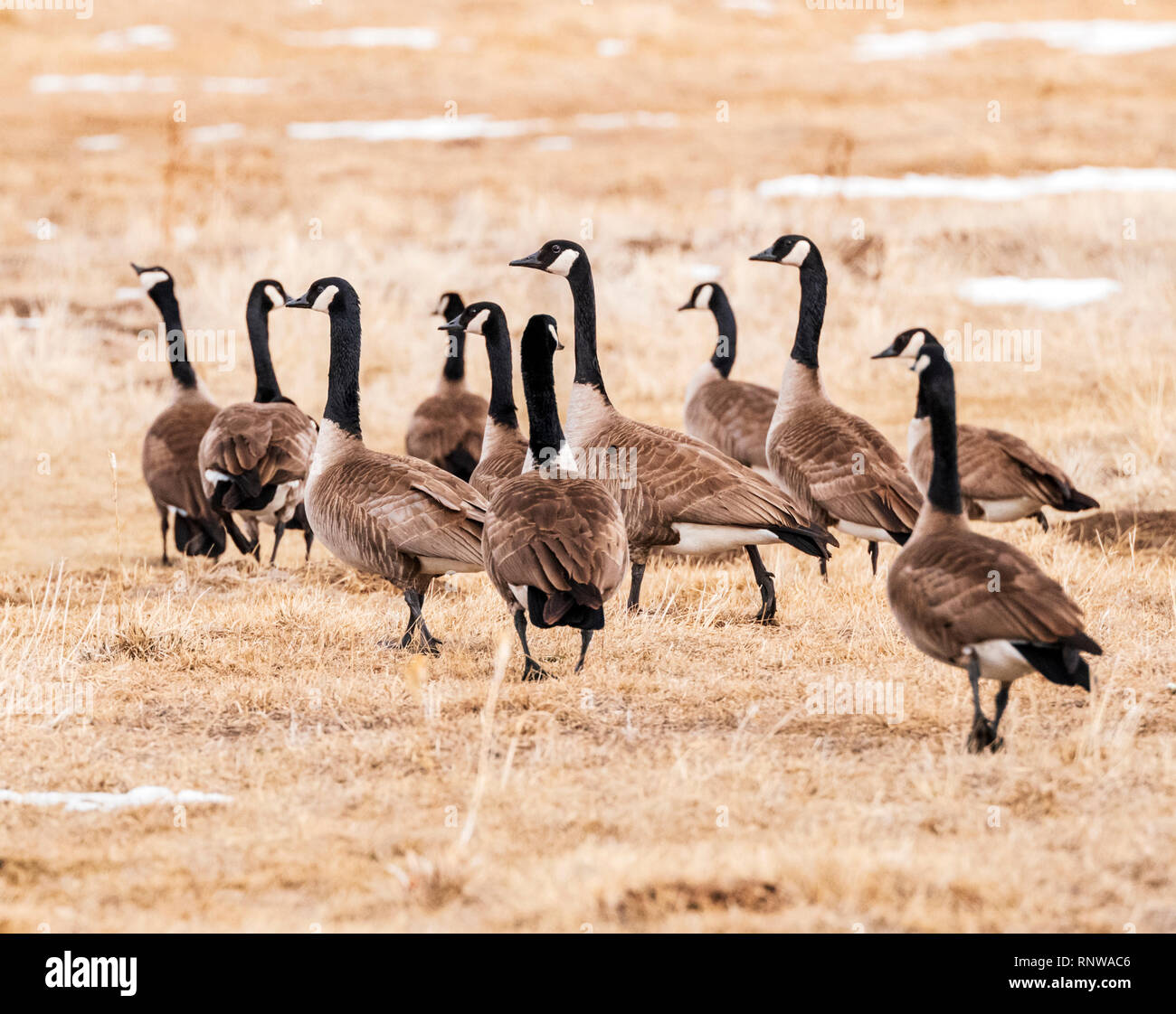 Open field geese hi-res stock photography and images - Alamy