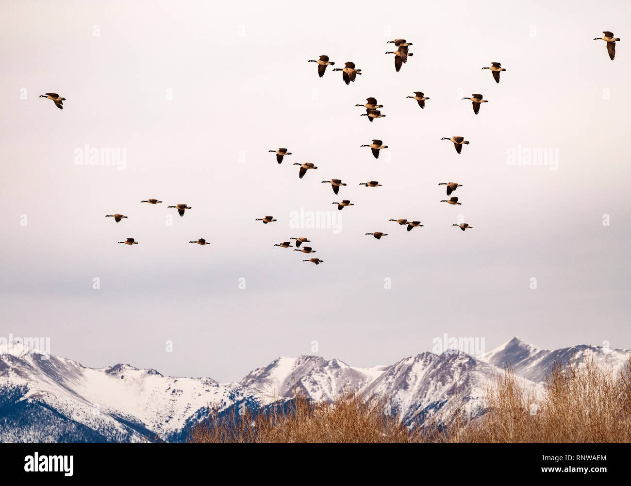 Birds fly mountains hi-res stock photography and images - Alamy