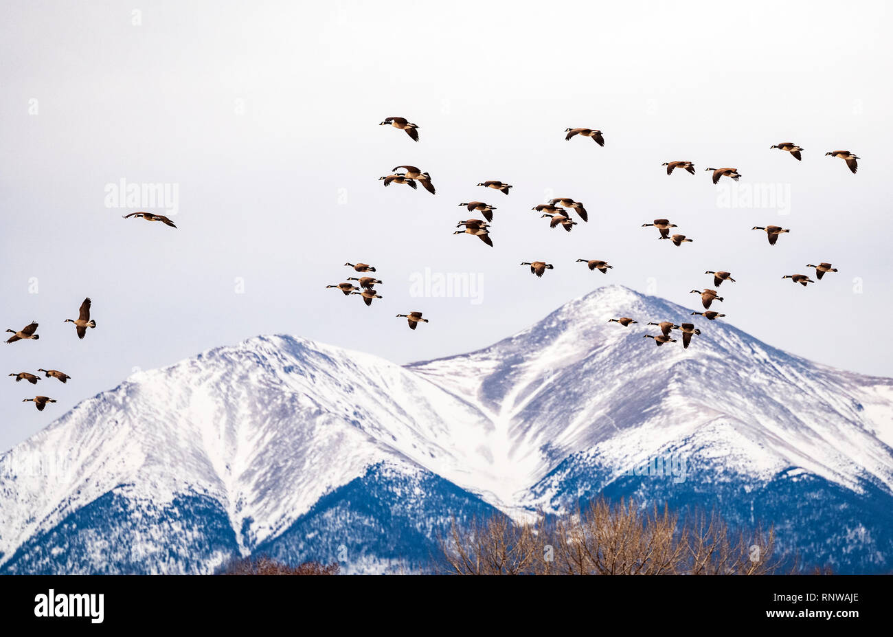 Canada Geese in flight; snow covered Rocky Mountains in background ...