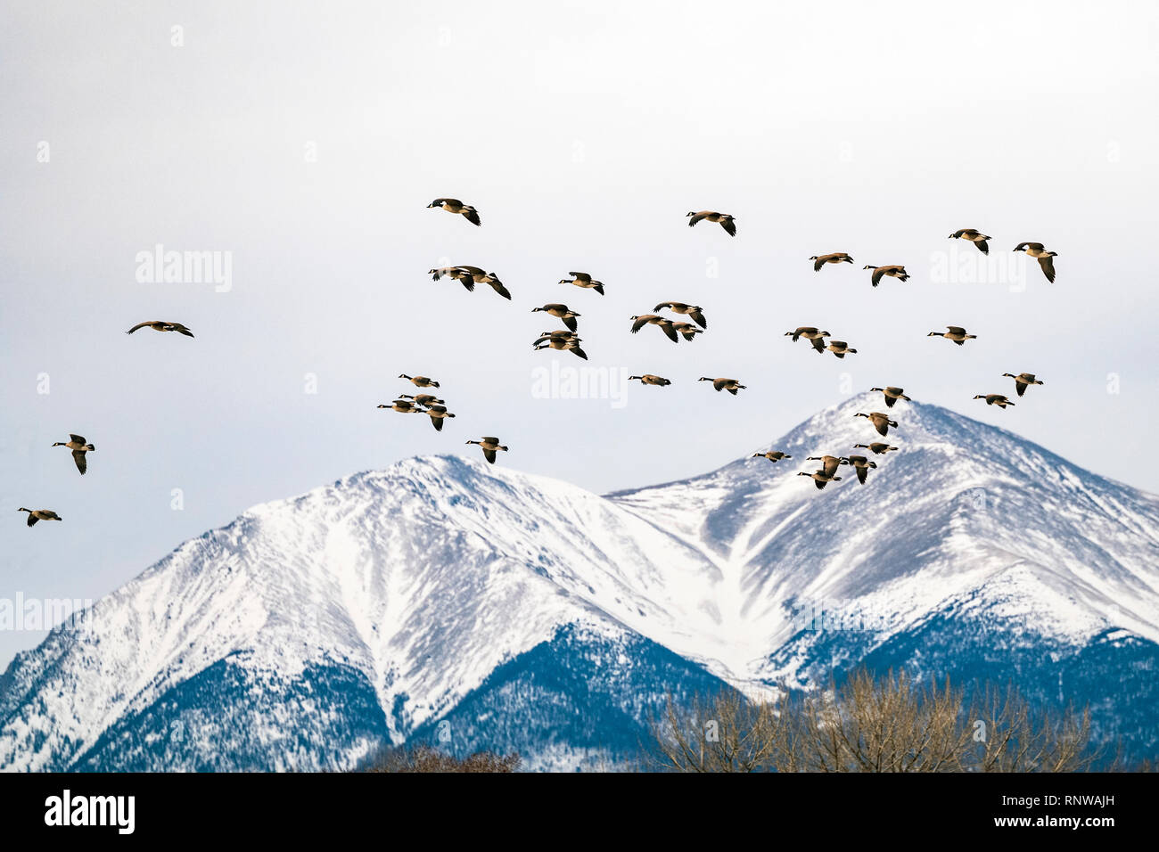 Canada Geese in flight; snow covered Rocky Mountains in background ...