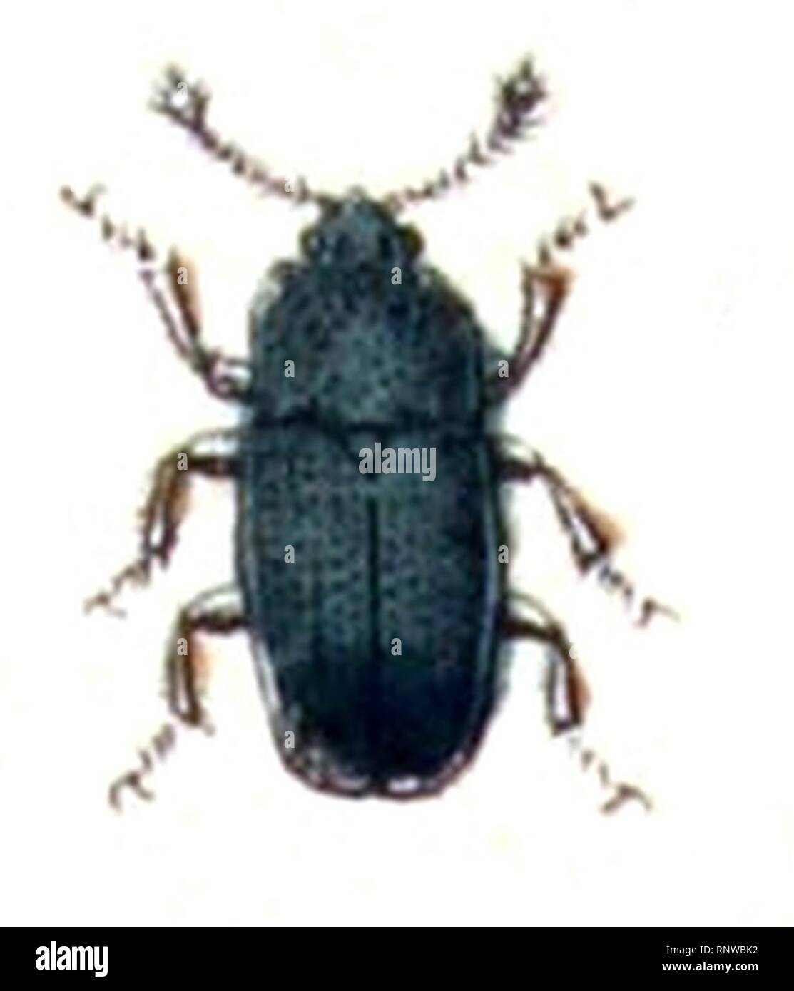 Histeroides hi-res stock photography and images - Alamy