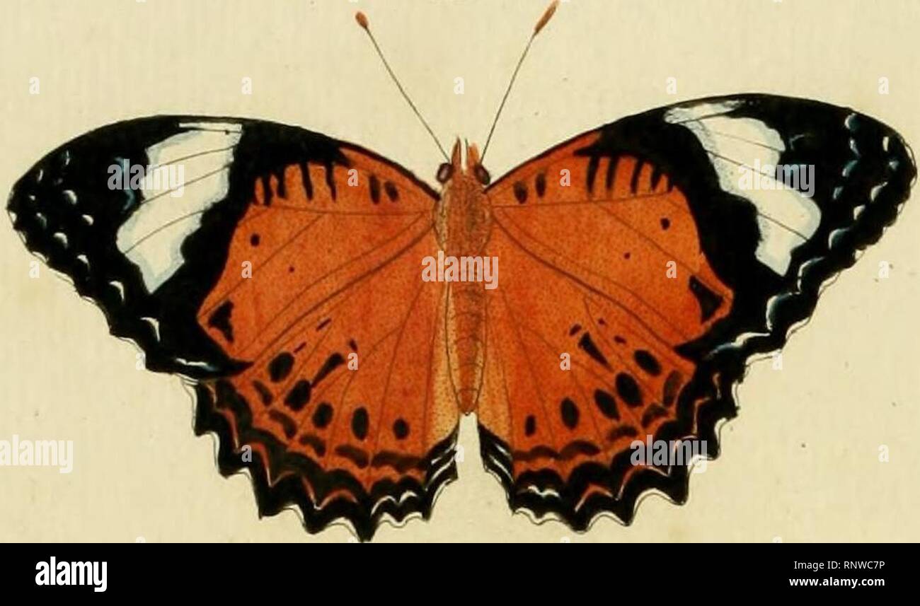 Penthesilea hi-res stock photography and images - Alamy