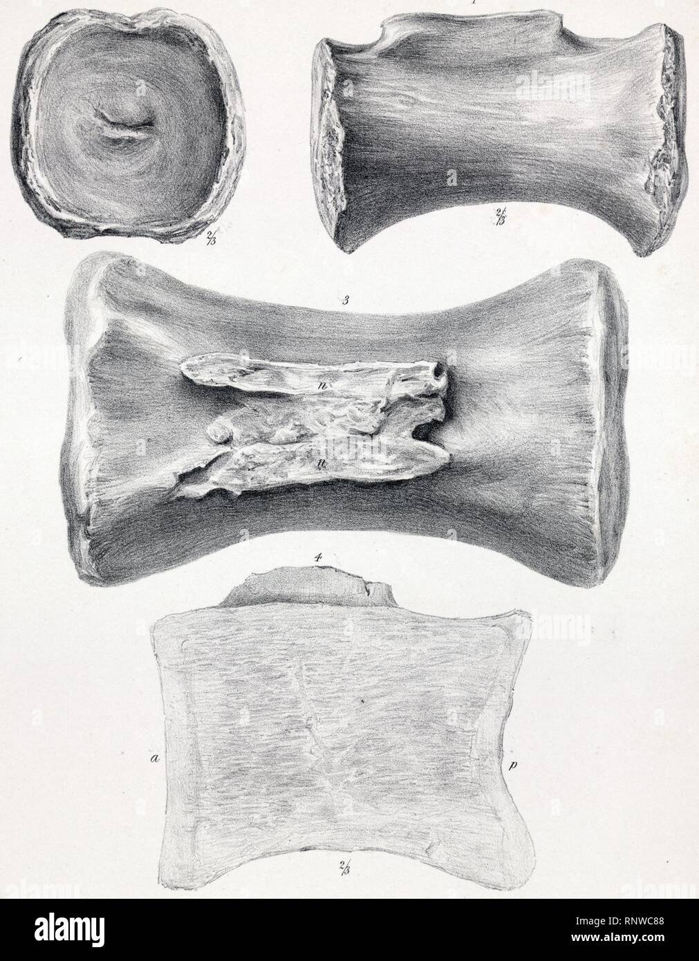 Longus hi-res stock photography and images - Alamy