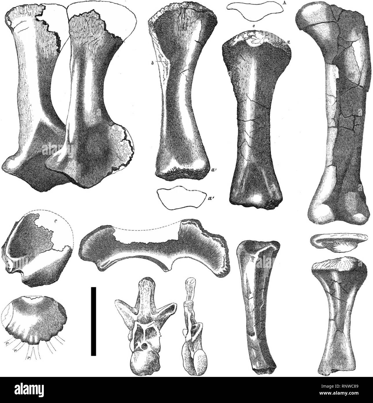 Cetiosaurus hi-res stock photography and images - Alamy