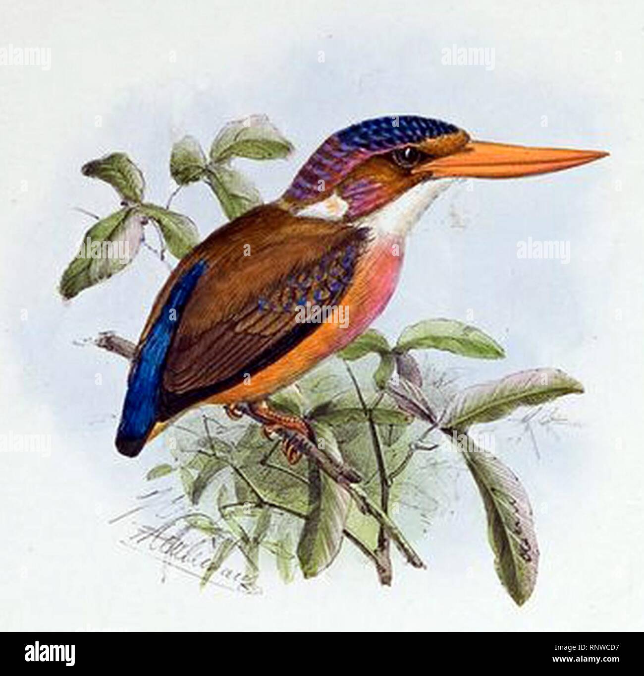 Sangirensis hi-res stock photography and images - Alamy