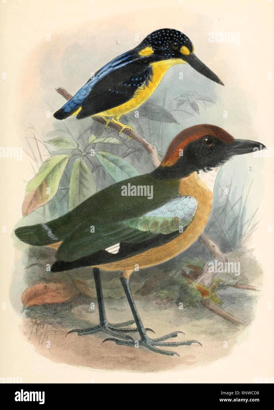 Meeki hi-res stock photography and images - Alamy