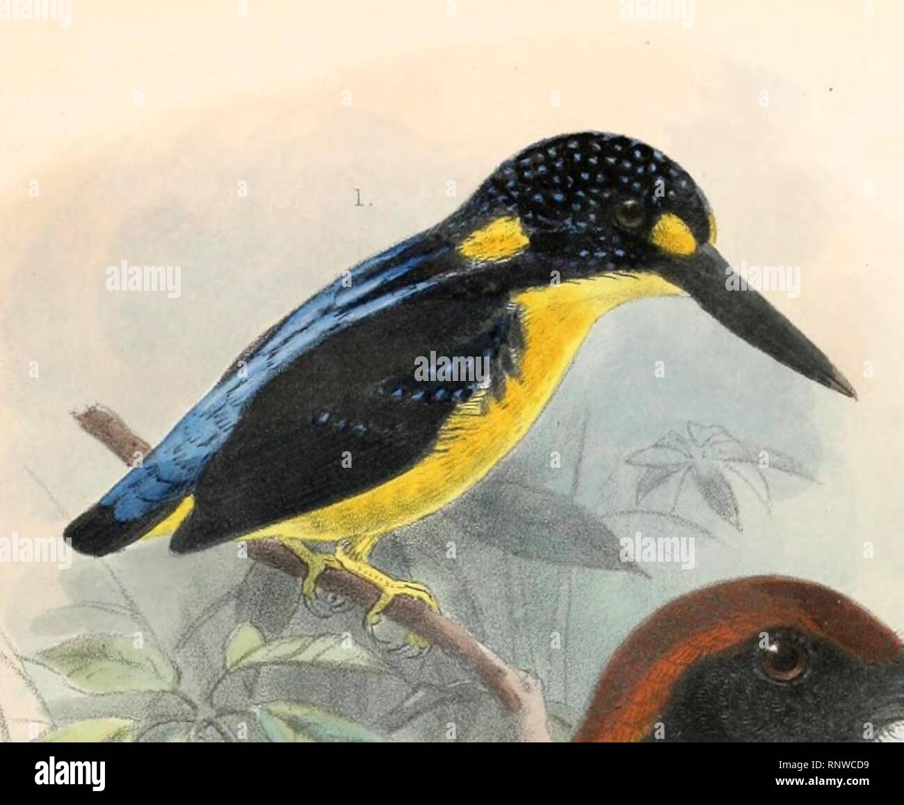 Meeki hi-res stock photography and images - Alamy