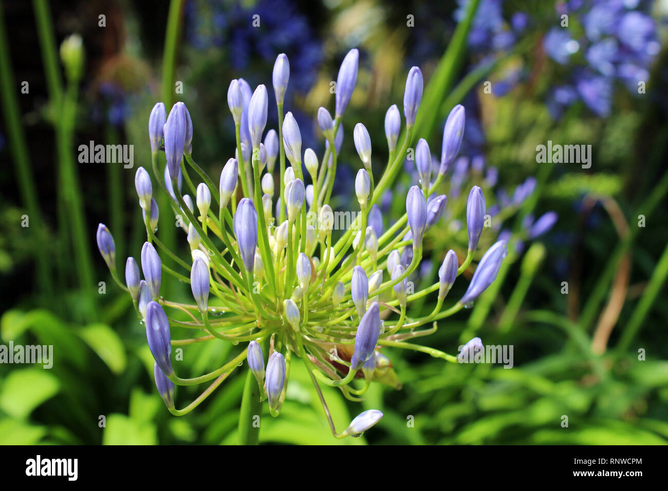 Blue Allium Bouquet