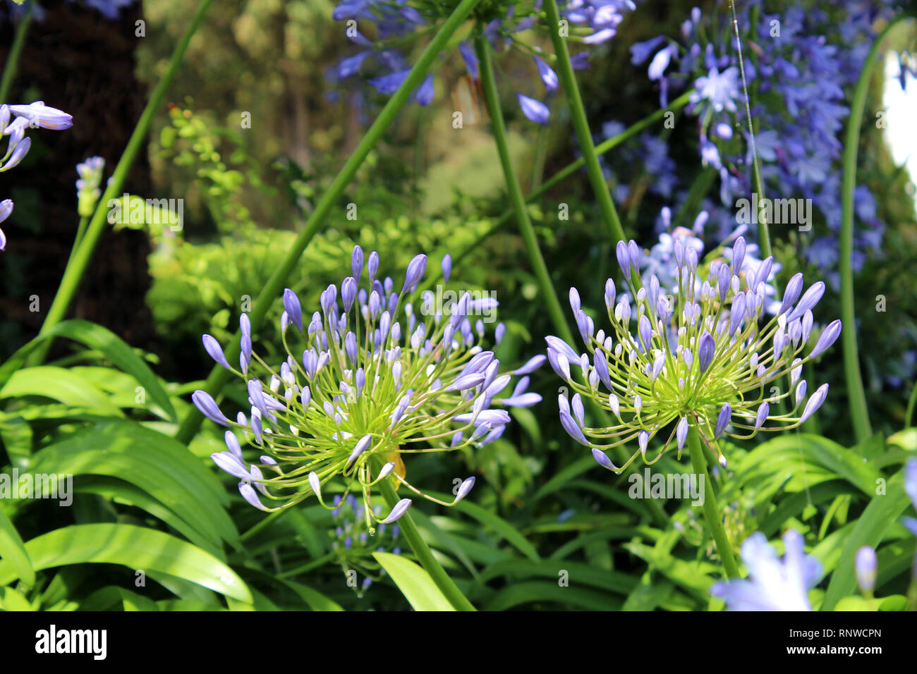 True Blue Allium flowers getting ready to bloom Stock Photo - Alamy