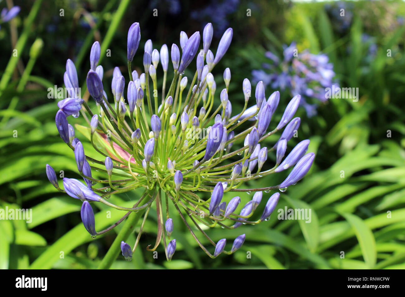 Macro shot of a True Blue Allium getting ready to bloom with water ...