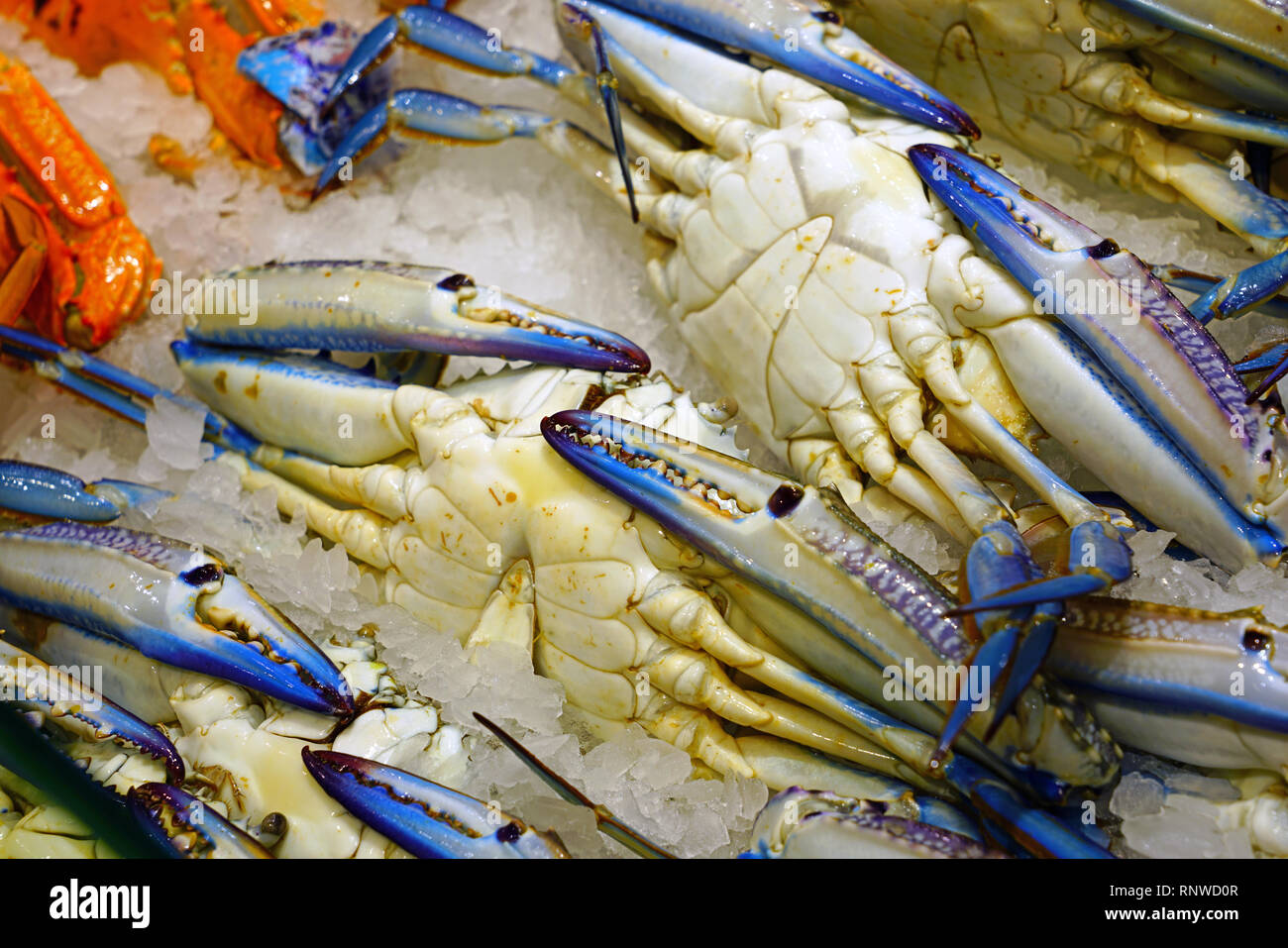 Blue swimmer crab (Portunus armatus) for sale at a seafood market in ...