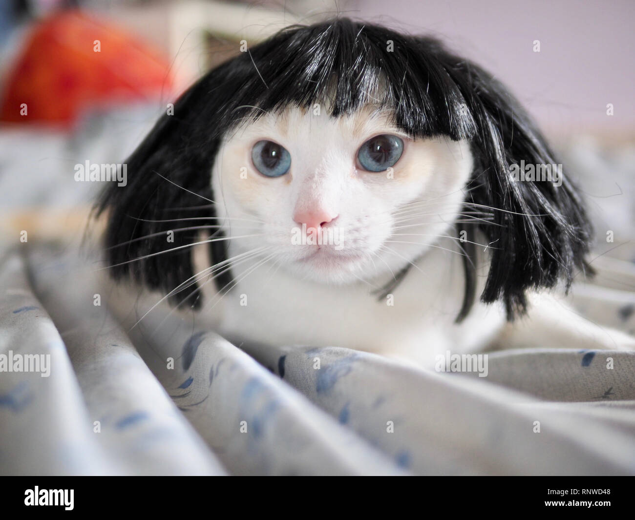 Cats Wearing Wigs