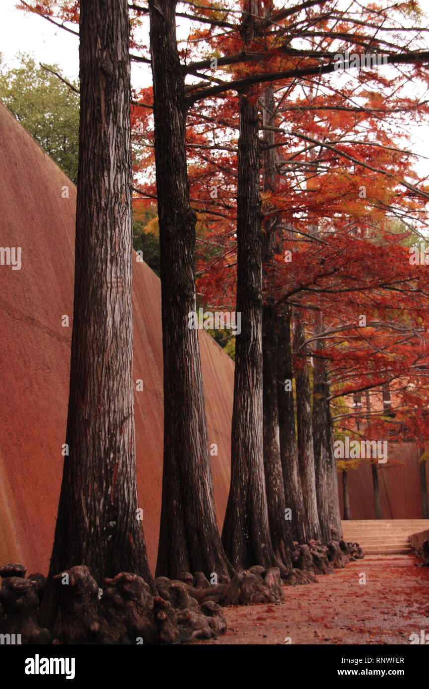 Line of trees Stock Photo - Alamy