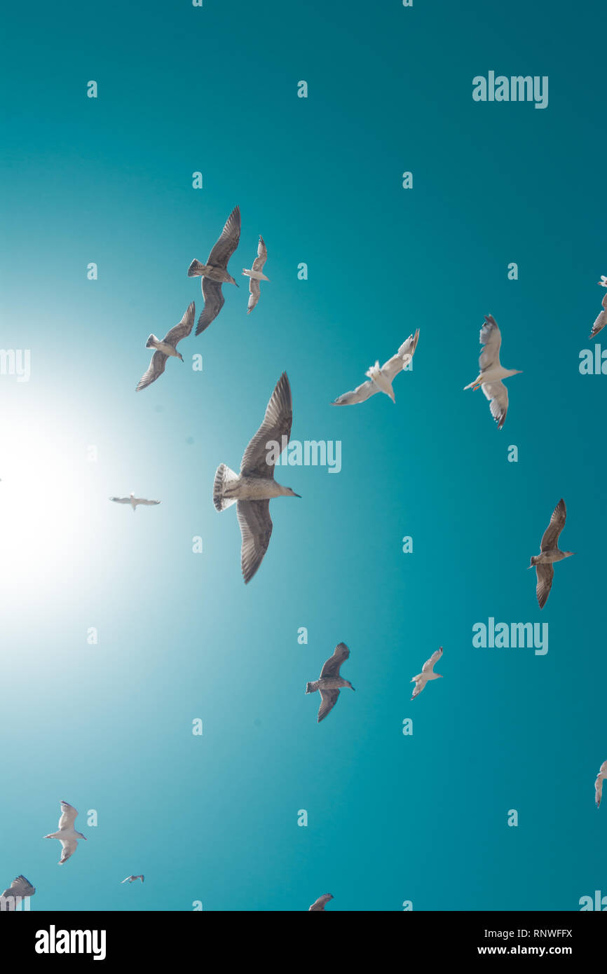 birds flying in the blue sky and sun Stock Photo - Alamy