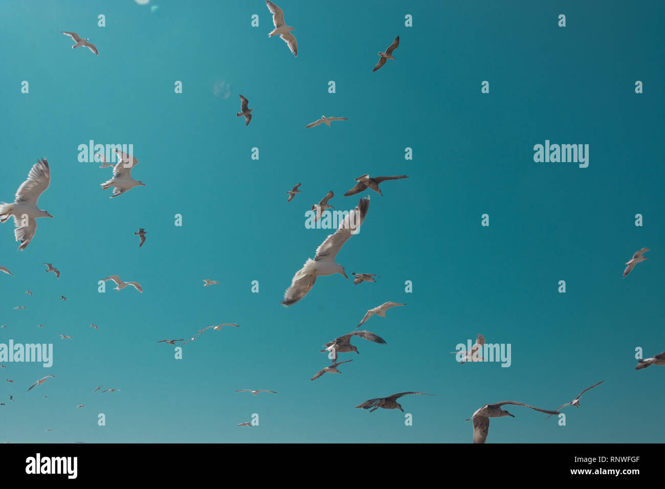 birds flying in the blue sky and sun Stock Photo - Alamy