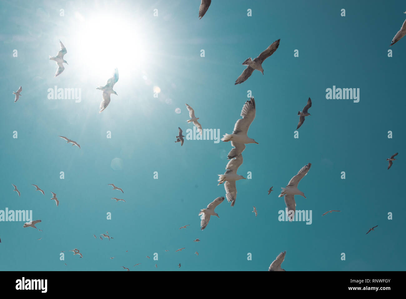 birds flying in the blue sky and sun Stock Photo - Alamy