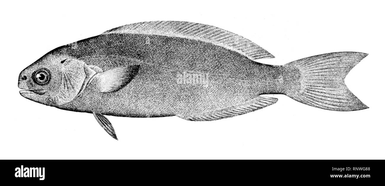 Centrolophus niger hi-res stock photography and images - Alamy