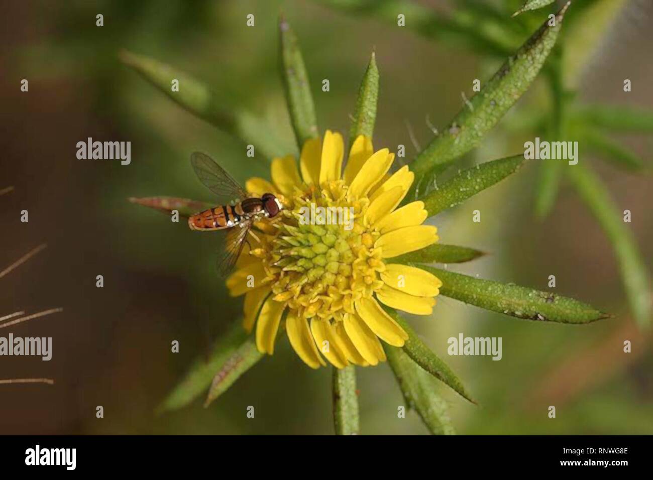 Centromadia pungens ssp. pungens BLM-2 Stock Photo - Alamy