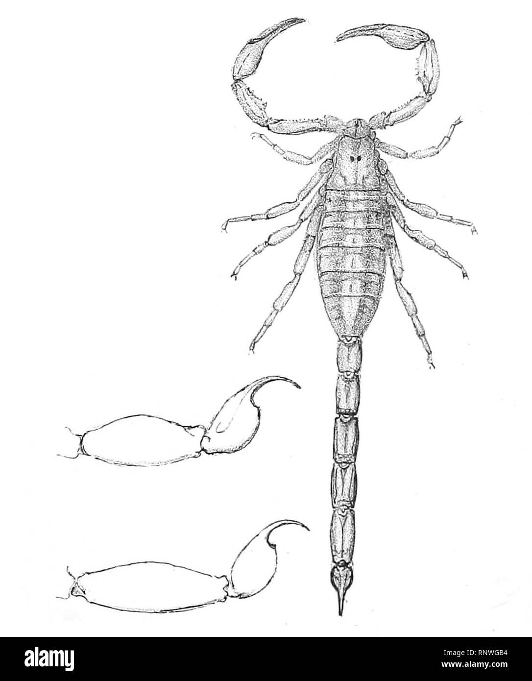 Centruroides insulanus 1894 Stock Photo - Alamy