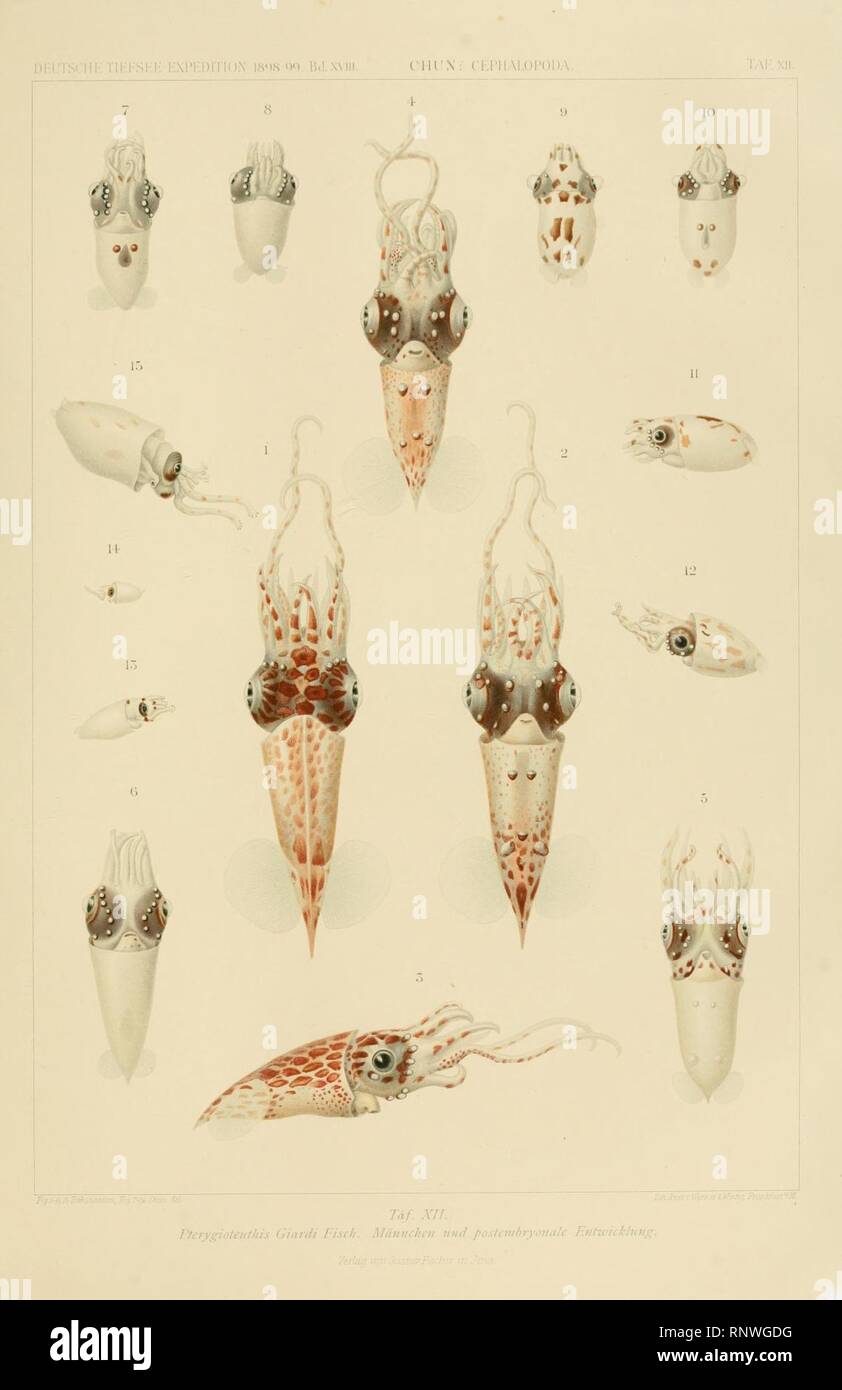 Cephalo hi-res stock photography and images - Alamy