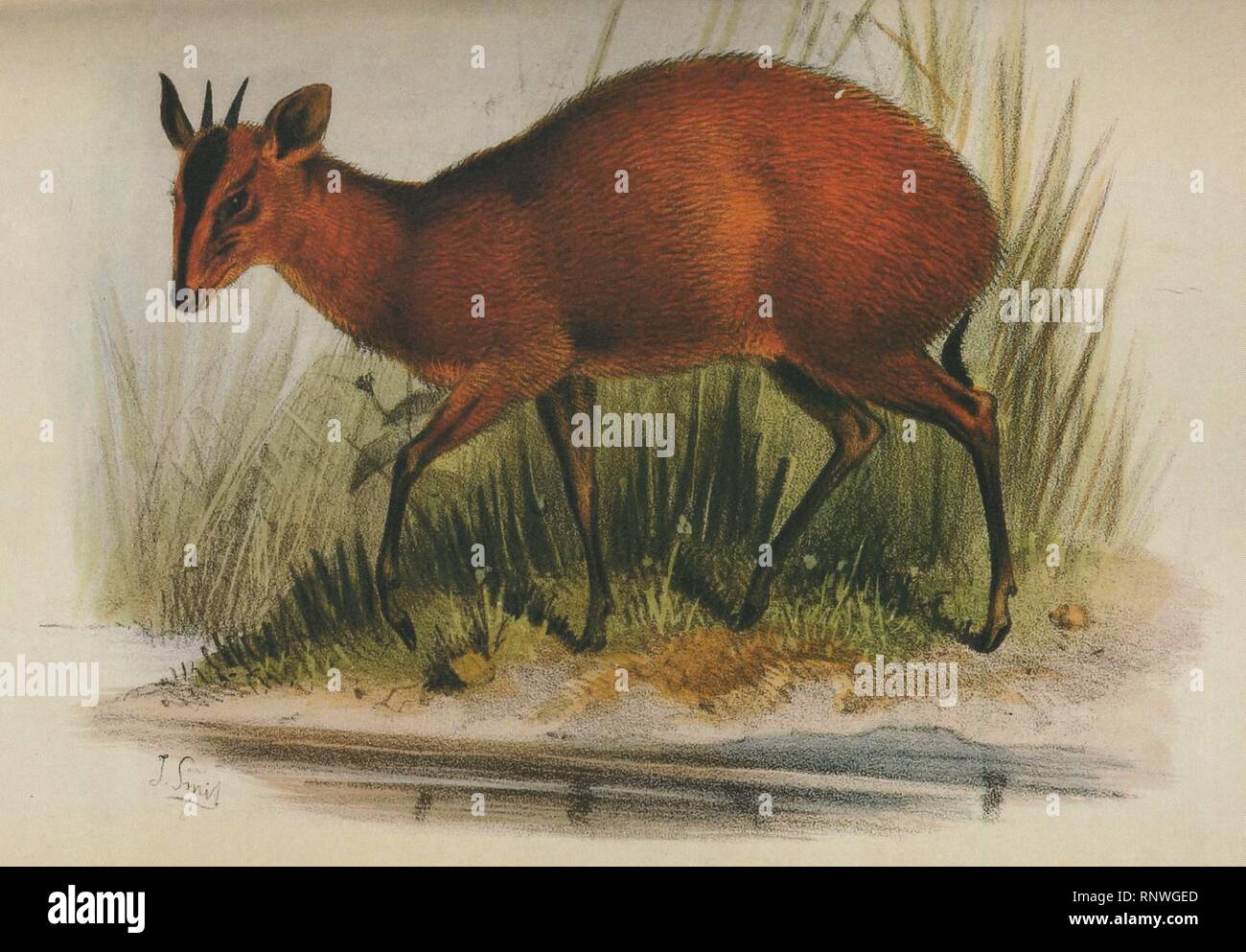 Cephalophus hi-res stock photography and images - Alamy