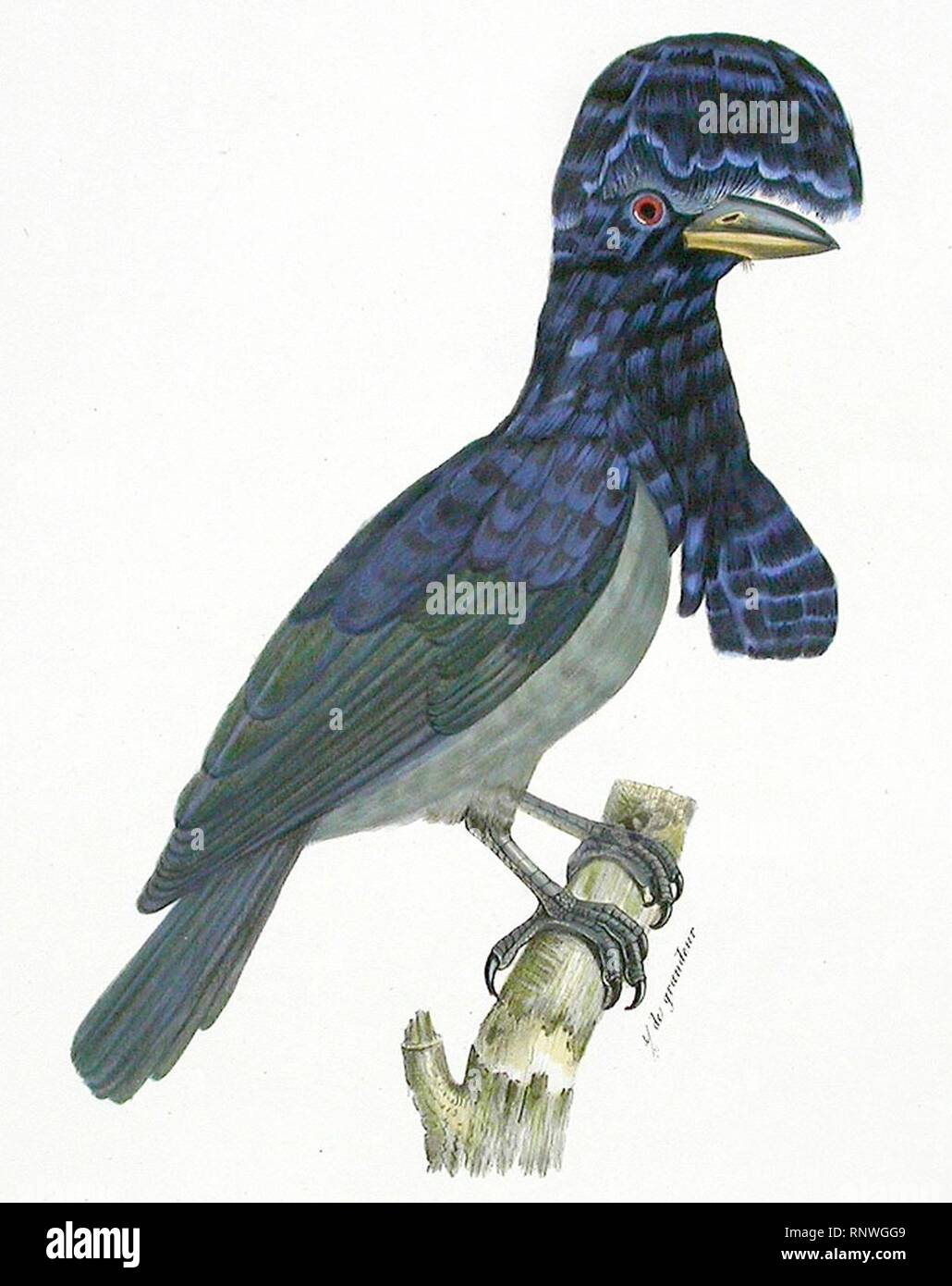 Cephalopterus ornatus hi-res stock photography and images - Alamy