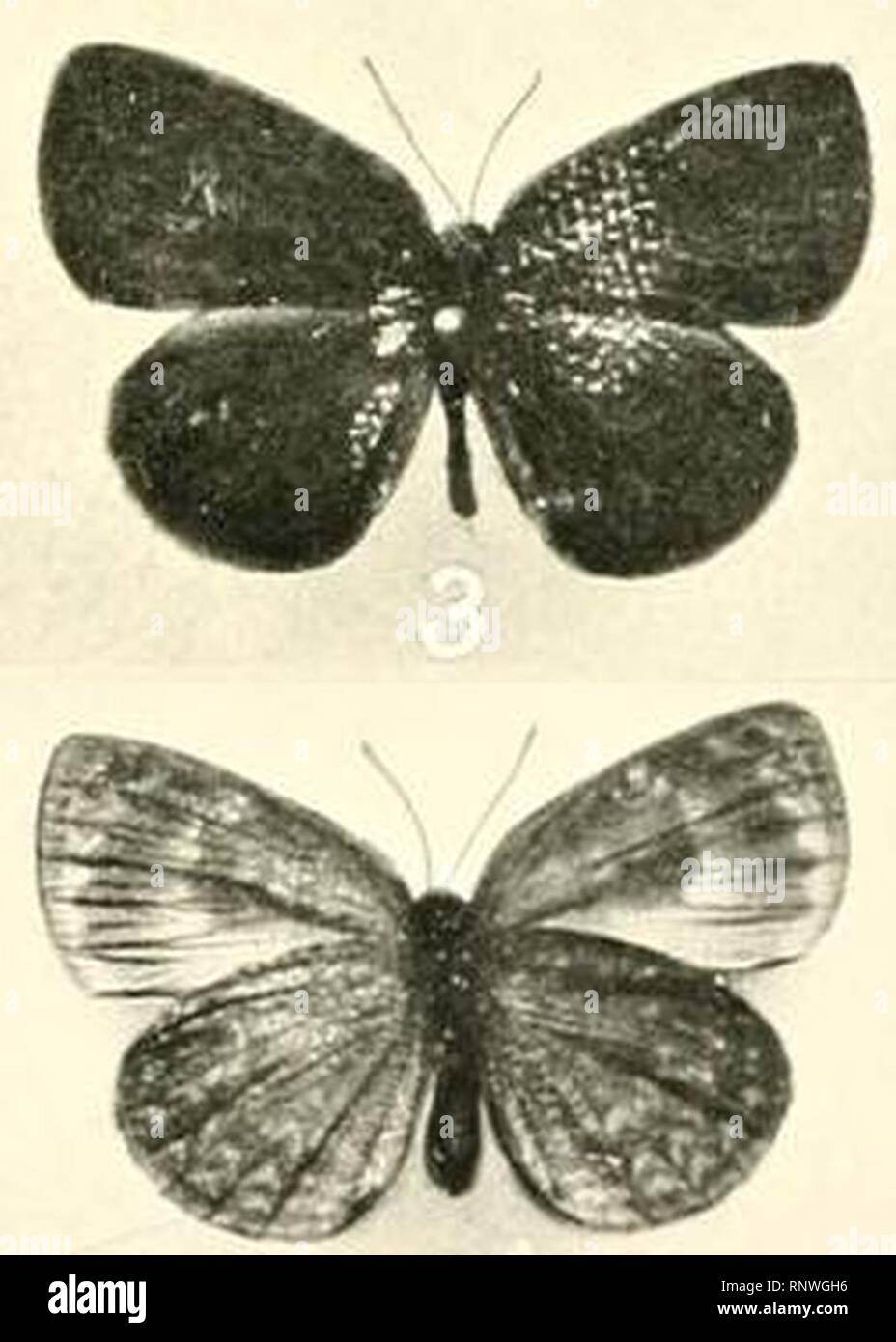 Catuna hi-res stock photography and images - Alamy