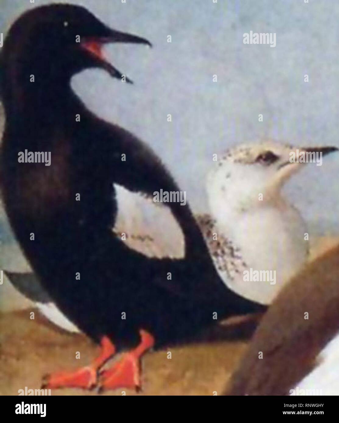 Cepphus grylle illustration by Archibald Thorburn Stock Photo - Alamy