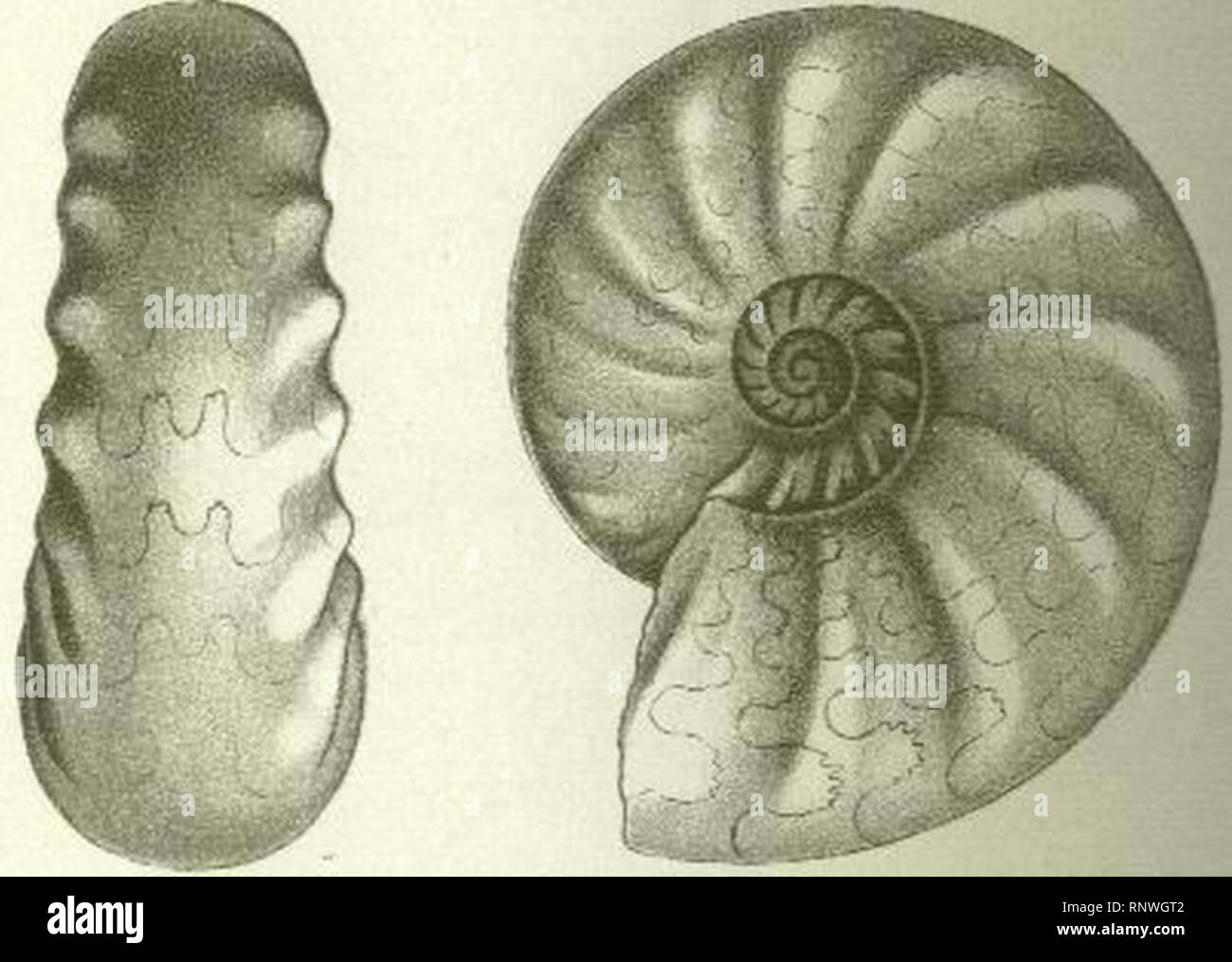 Ceratites hi-res stock photography and images - Alamy