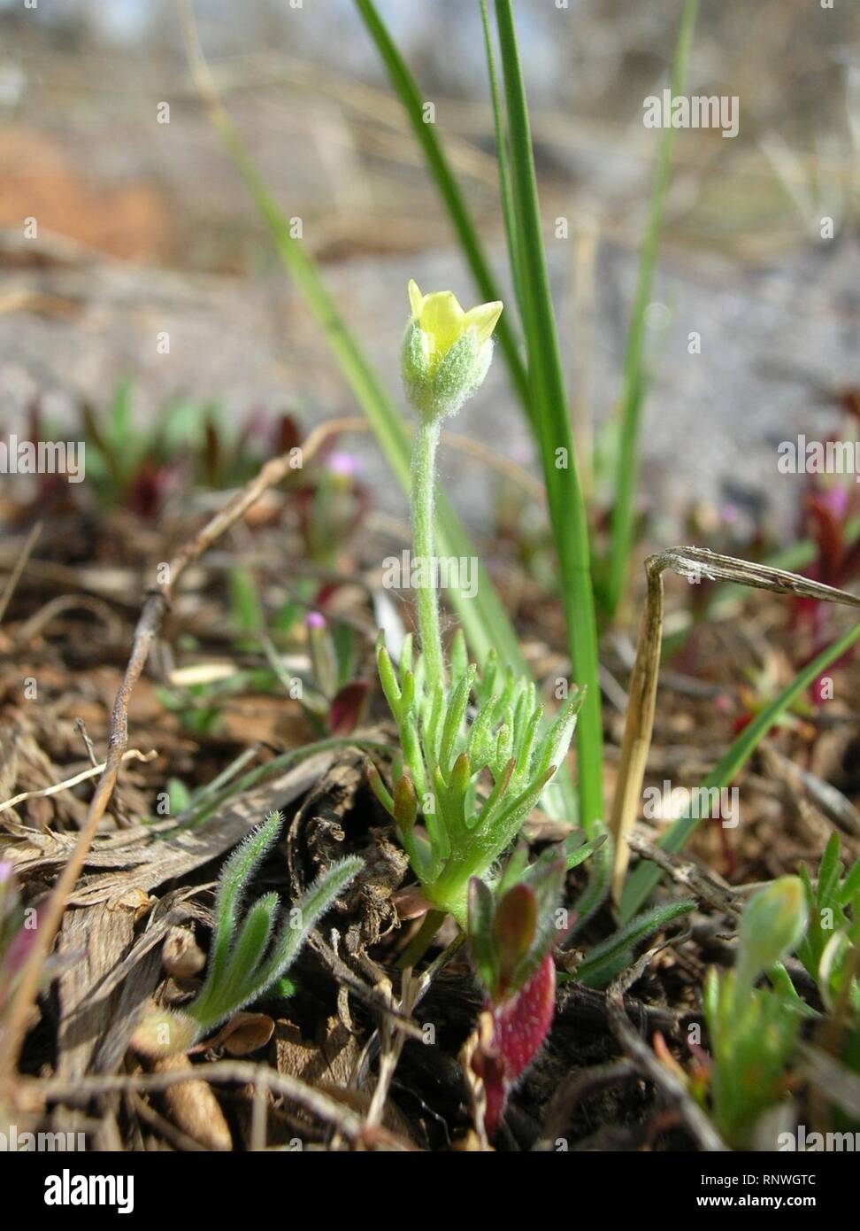 Ceratocephala testiculata hi-res stock photography and images - Alamy