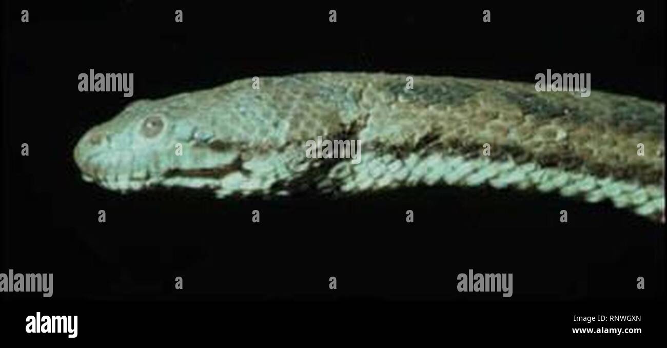 Cerberus rynchops hi-res stock photography and images - Alamy