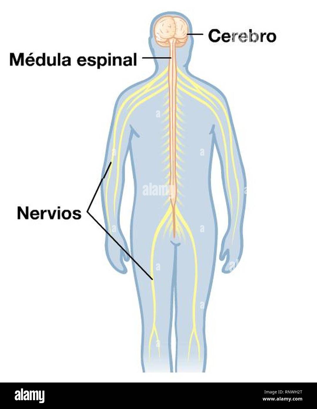 Nervios hi-res stock photography and images - Alamy