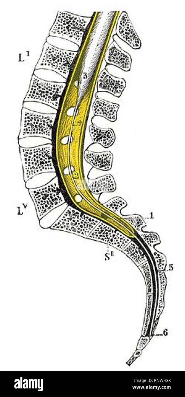 Cerebro-spinal Fluid cavity at bottom of spine Stock Photo - Alamy