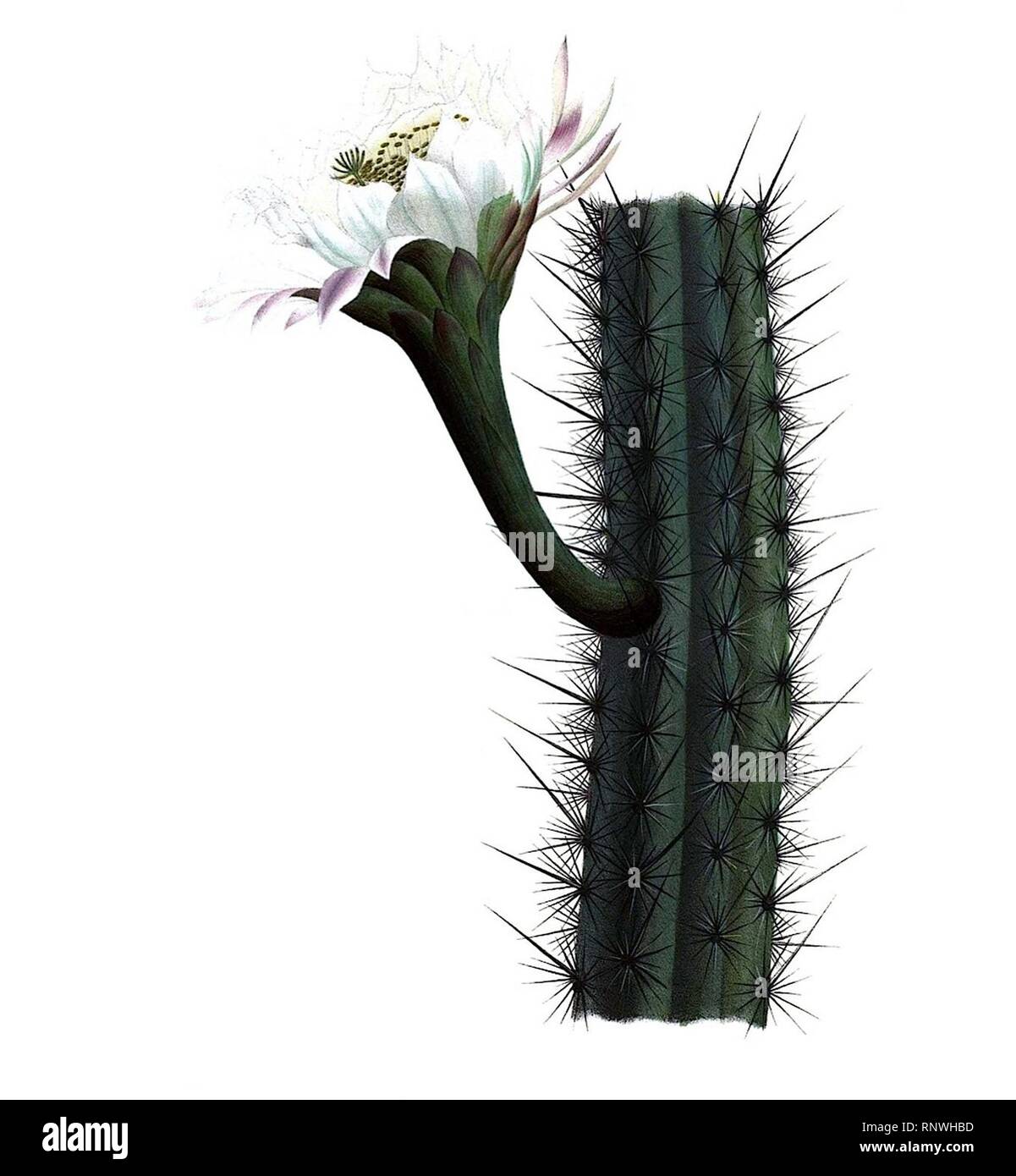 Cereus aethiops hi-res stock photography and images - Alamy